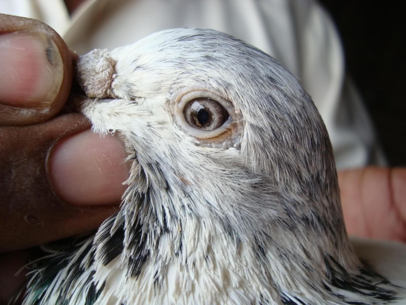 Choohay Kabooter (Pigeons) ~ Pakistani Pigeons Videos and Photos