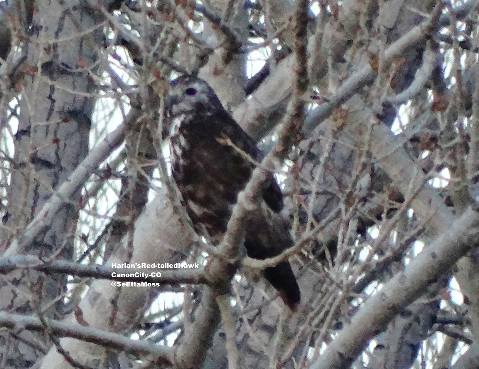 Light Harlan's Red-tailed Hawk in Canon City