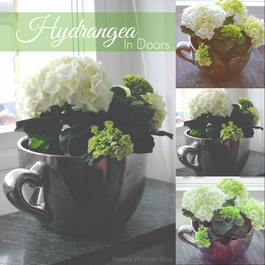 Fancy Flowers: Hydrangea Indoor Care - Nature Whisper