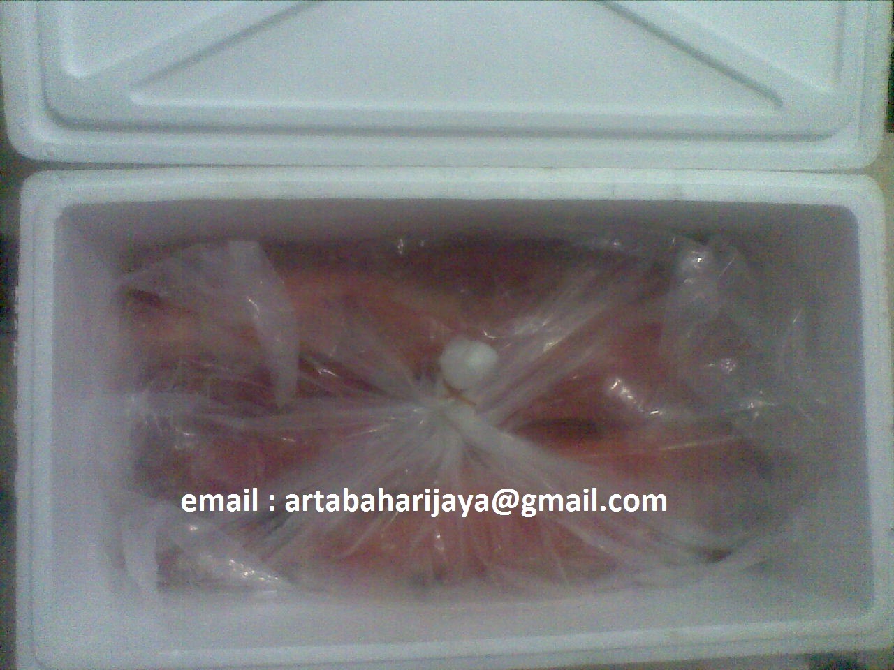 IKAN EKSPOR: PACKING IKAN PENGIRIMAN PESAWAT CARGO