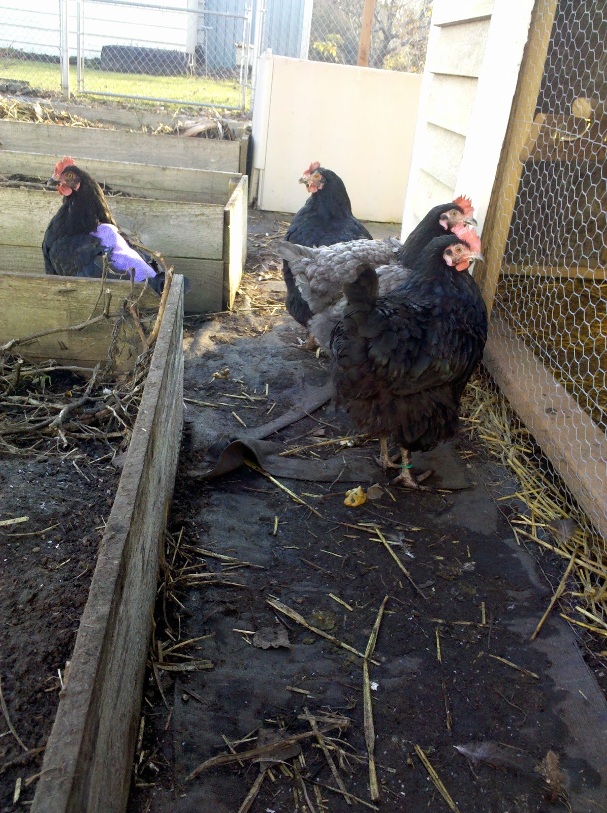 Chicken Crazy in Oregon: Introducing...us!