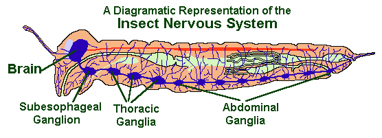 Berbagi Ilmu: Makalah Sistem Saraf Invertebrata