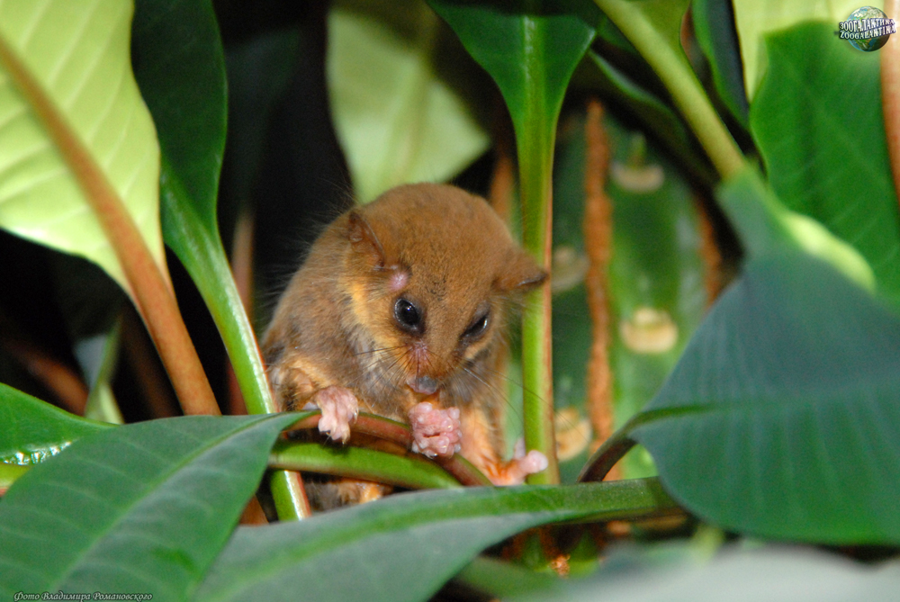 The Magic cafe: Карликовый летучий кускус (Acrobates pygmaeus)