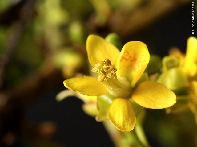 Jucá - Caesalpinia ferrea