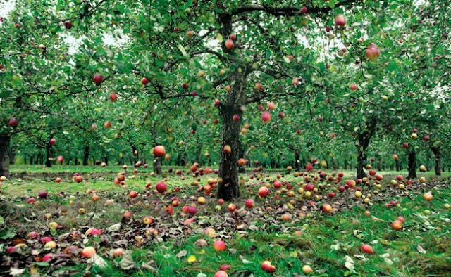 10+ Contoh Gaya Gravitasi Bumi dalam Kehidupan Sehari-hari beserta ...