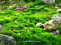 Kelompok atau Klasifikasi Tumbuhan Lumut ( Lumut hati, lumut daun ...