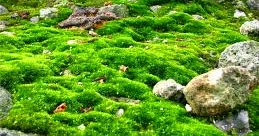 Klasifikasi atau Kelompok Tumbuhan Lumut ( Lumut hati, lumut daun ...