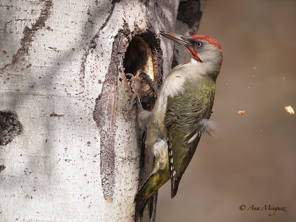 NATURANAFOTOS: Pito real ibérico