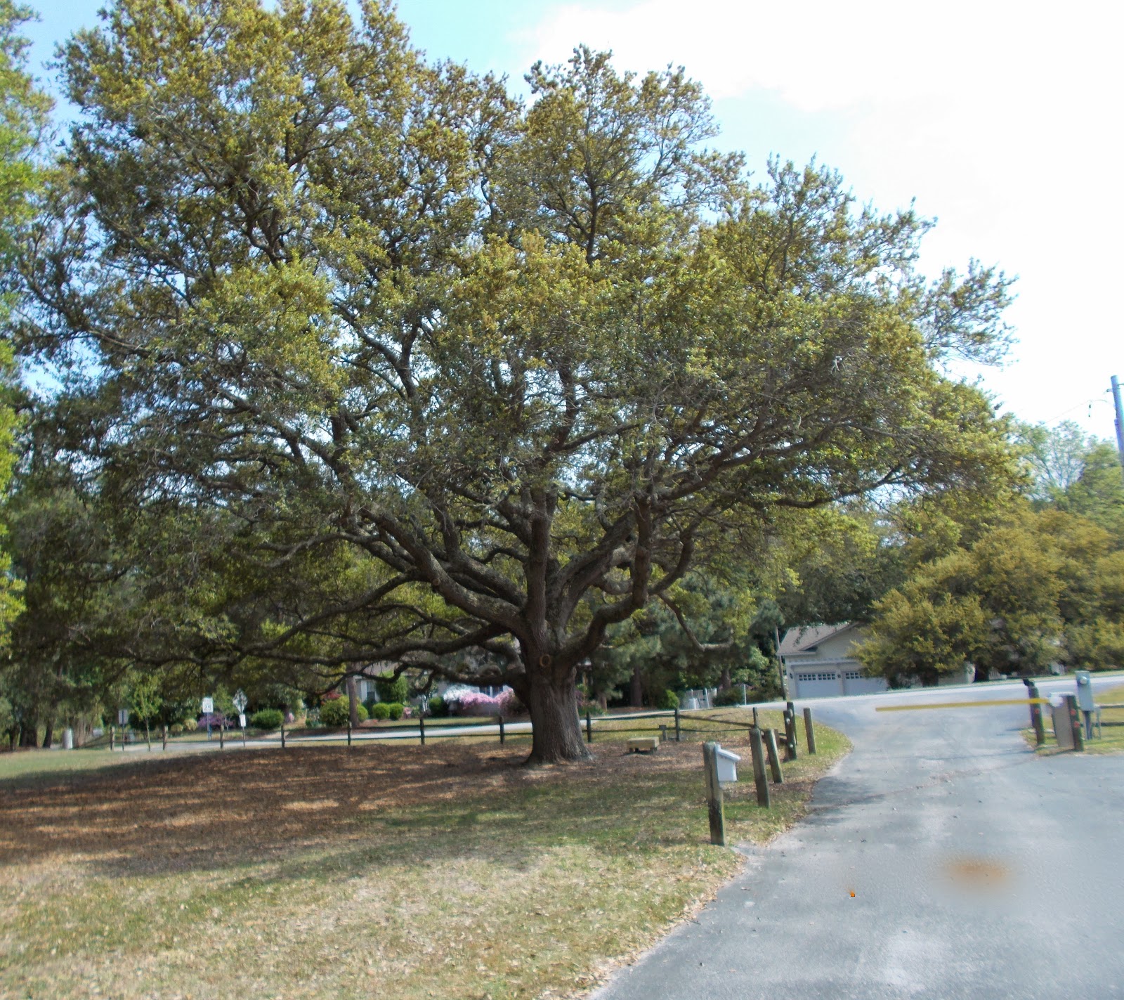 Pine Knoll Shores History: Why Its All About Trees