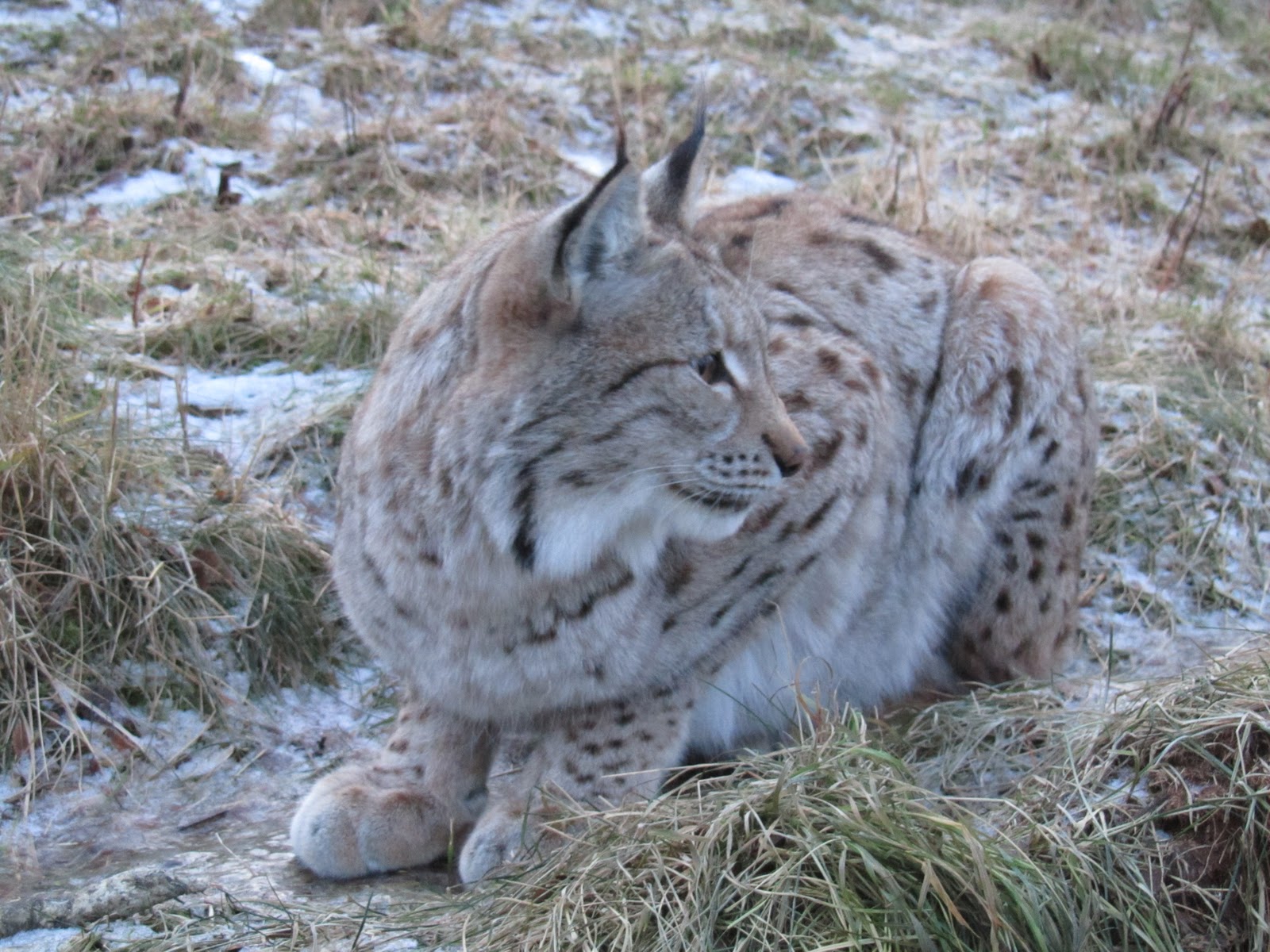 Claartje & Douglas: Hugging wolves in the Polar Zoo