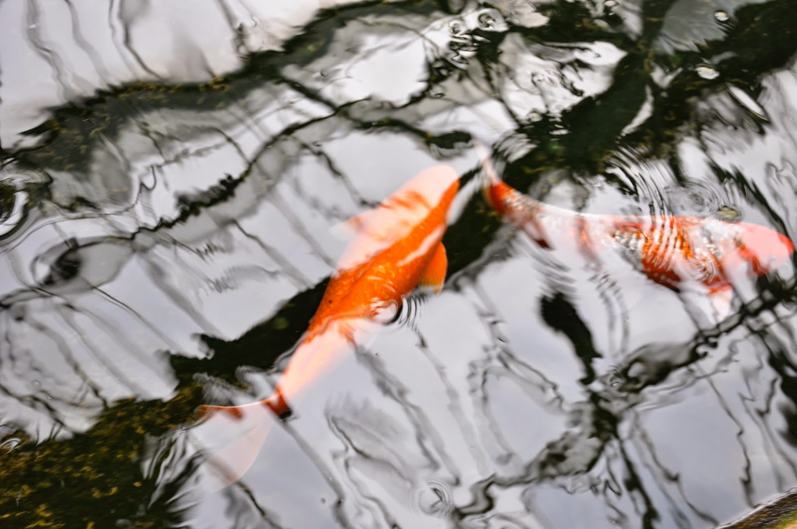 Skyline High School Digital Photography I: Fake Reflecion