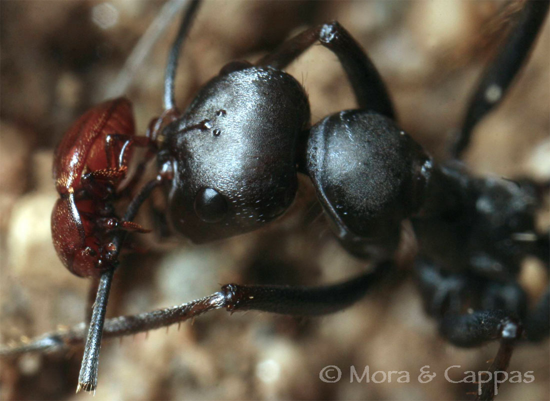 El Blog de Iberia Cano: marabunta