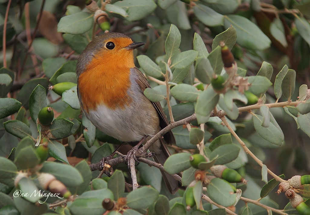 NATURANAFOTOS: Petirrojo