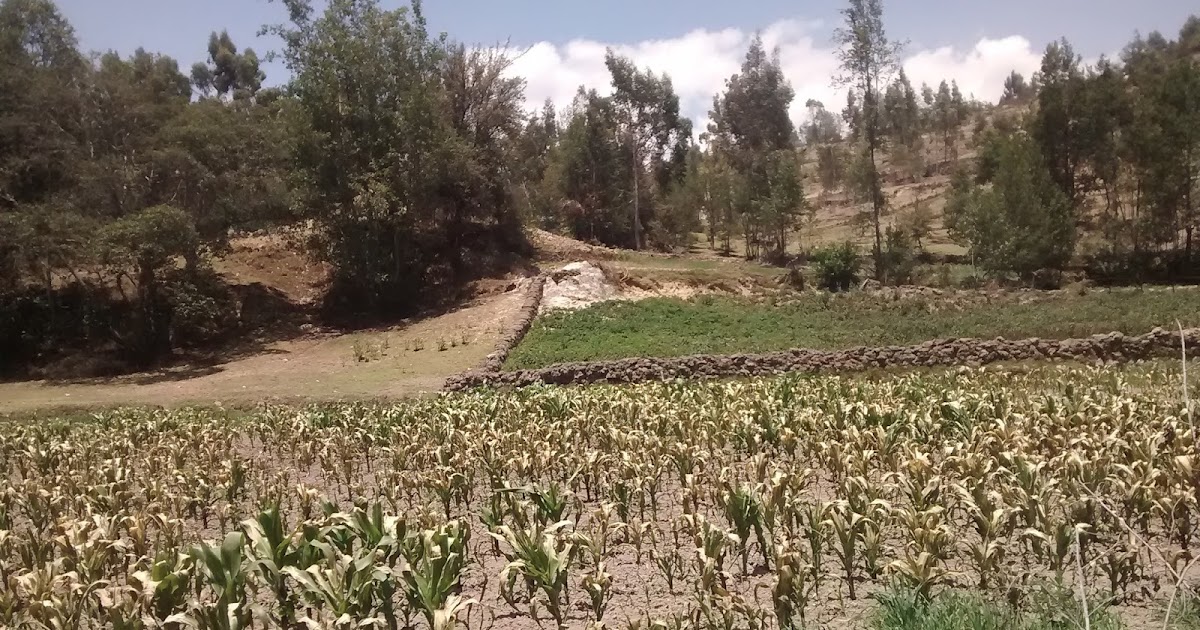 PÉrdidas En Cultivos Superan Las 120 HectÁreas En HuamalÍes Desde La