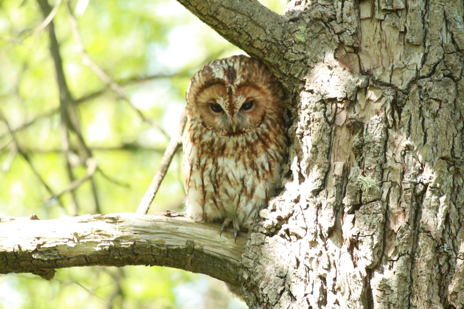 Wild with Pants: Wise old owl sitting in a tree
