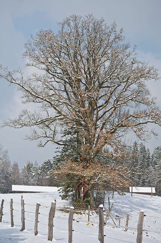 Walter Pall Bonsai Adventures: winter walk