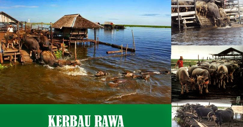 Pesona Wisata Kerbau Rawa Khas Kalimantan Selatan | SENI - BUDAYA INDONESIA