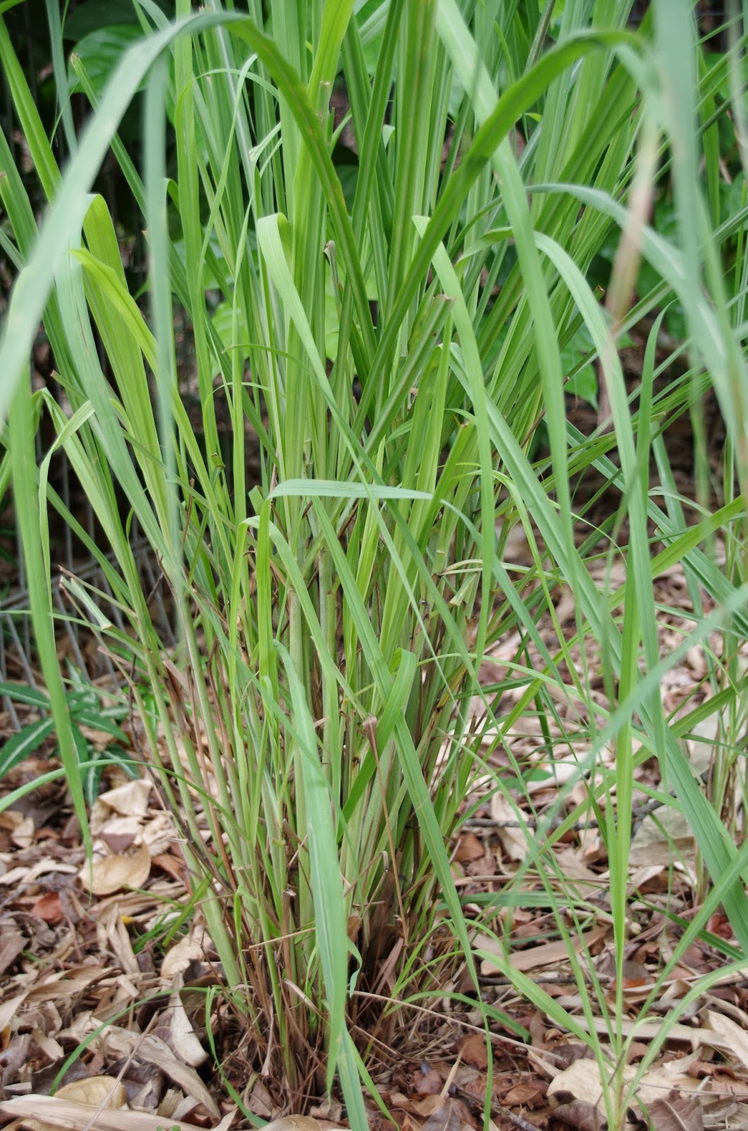 Trees and Plants: Lemon Grass