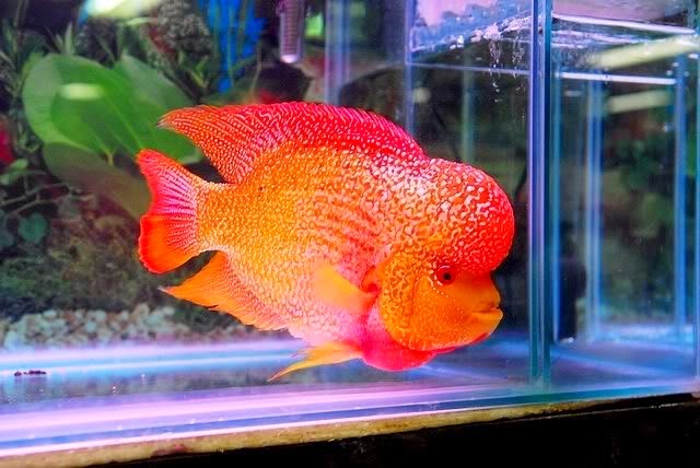 Aneka Ikan Louhan Hias Tercantik dan Termahal | Kumpulan Aneka Ikan Hias