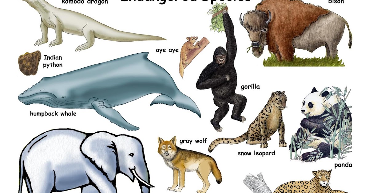 Abe's Animals: 13 of the coolest endangered mammals and reptiles