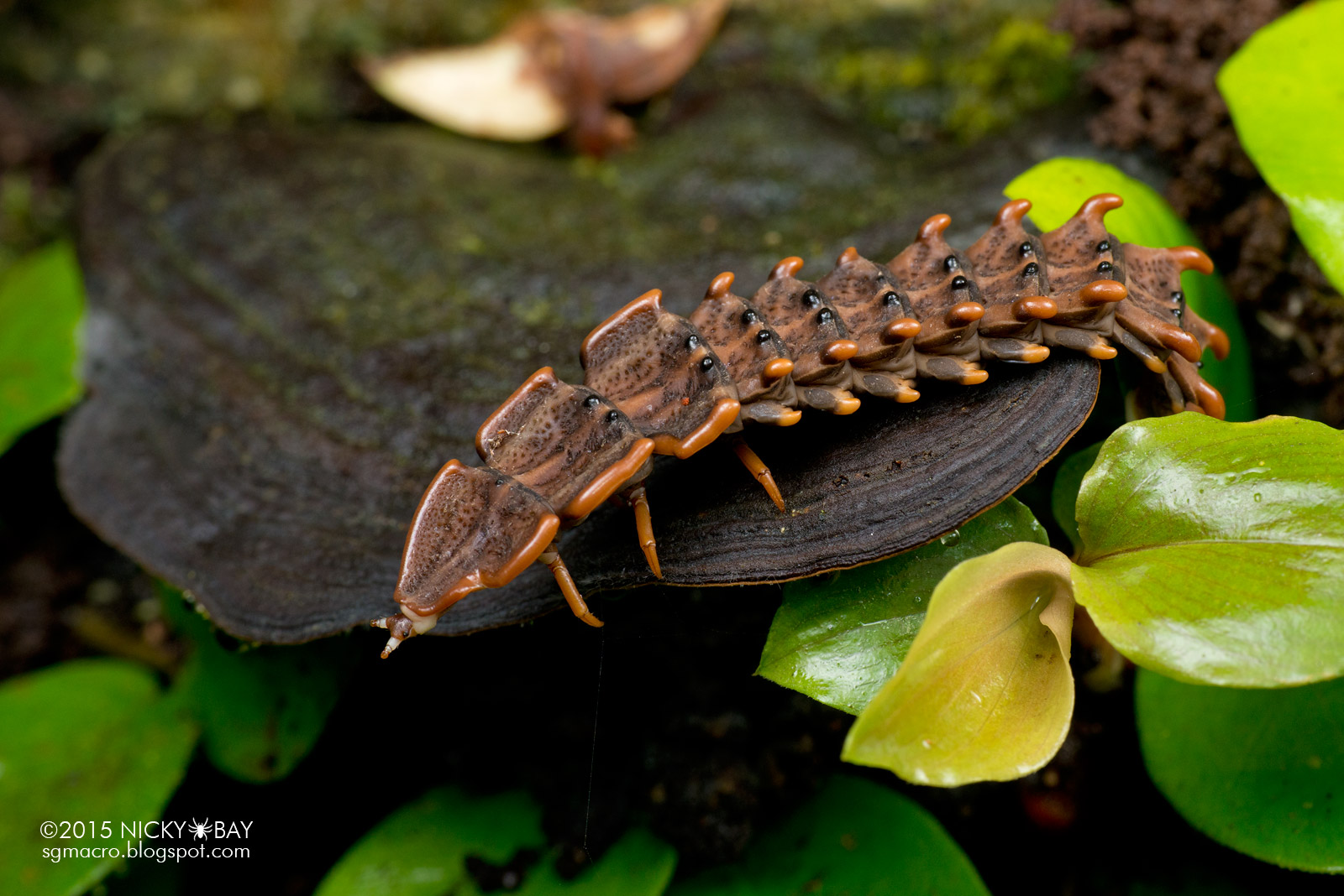 Trilobite Beetle Male