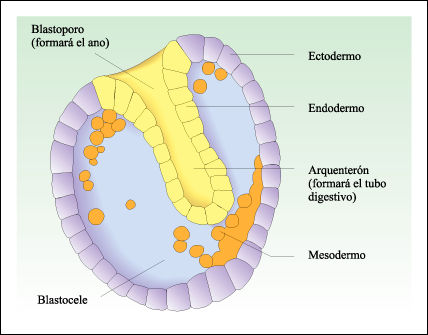 Embriologia y Desarrollo de la Médula Espinal