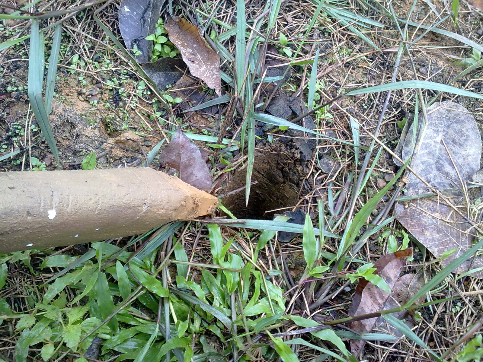 Lekir Agro: Projek 1 Tanaman Getah