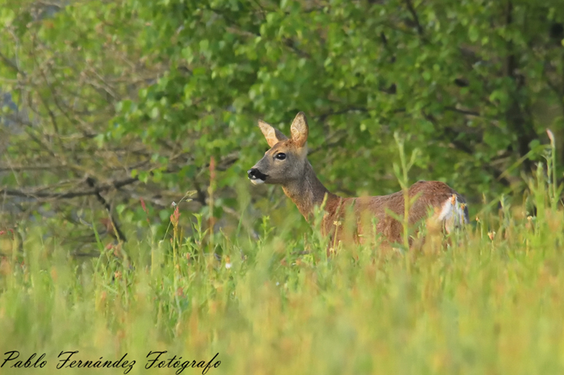 Fotografía en Asturias: Una Corza