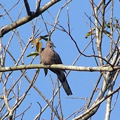 Sagalaherang Hunting Club: Burung Tekukur