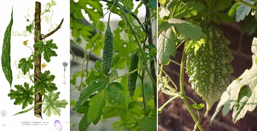 Herba & Tumbuhan: PERIA