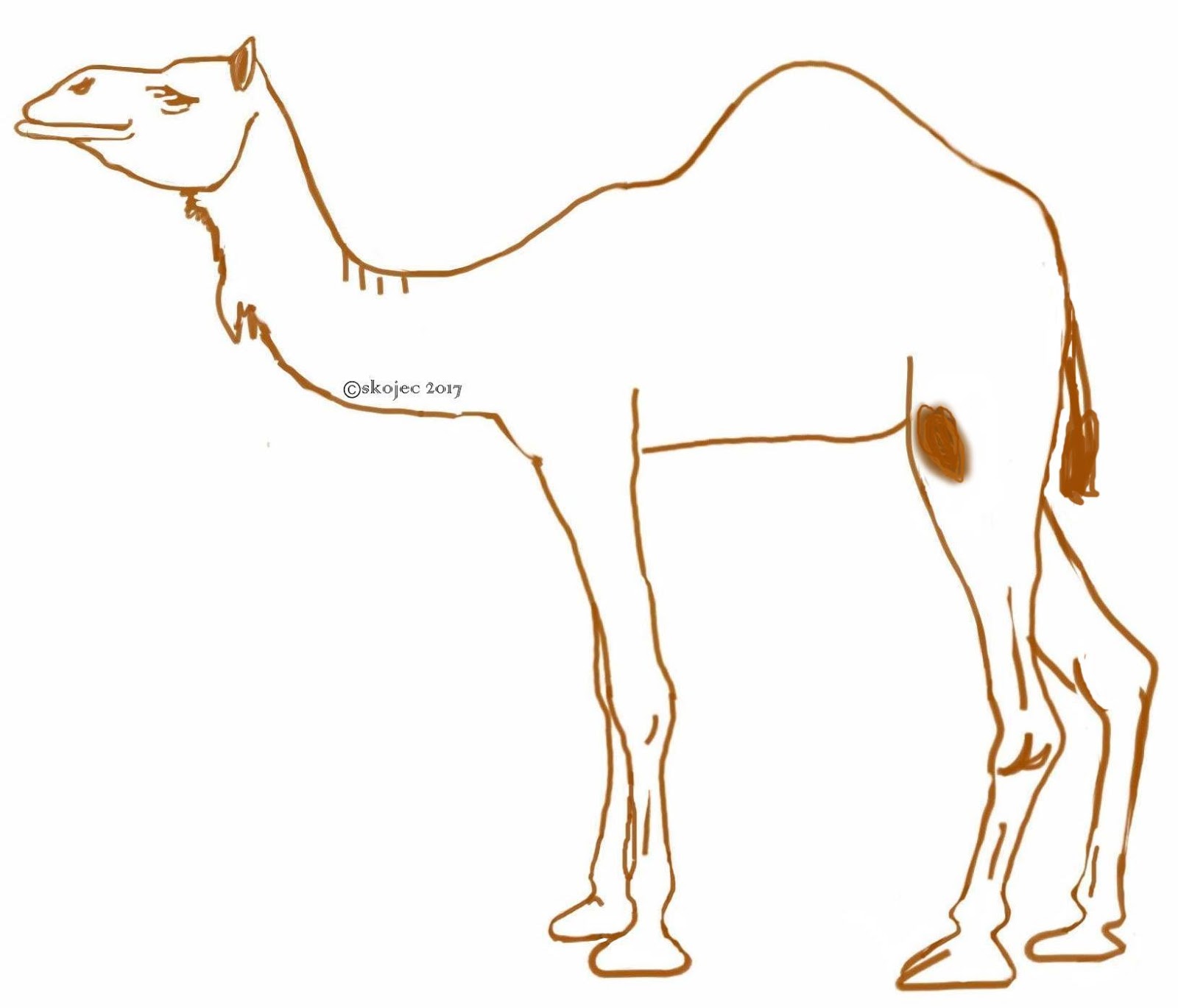 Easy Camel Drawing
