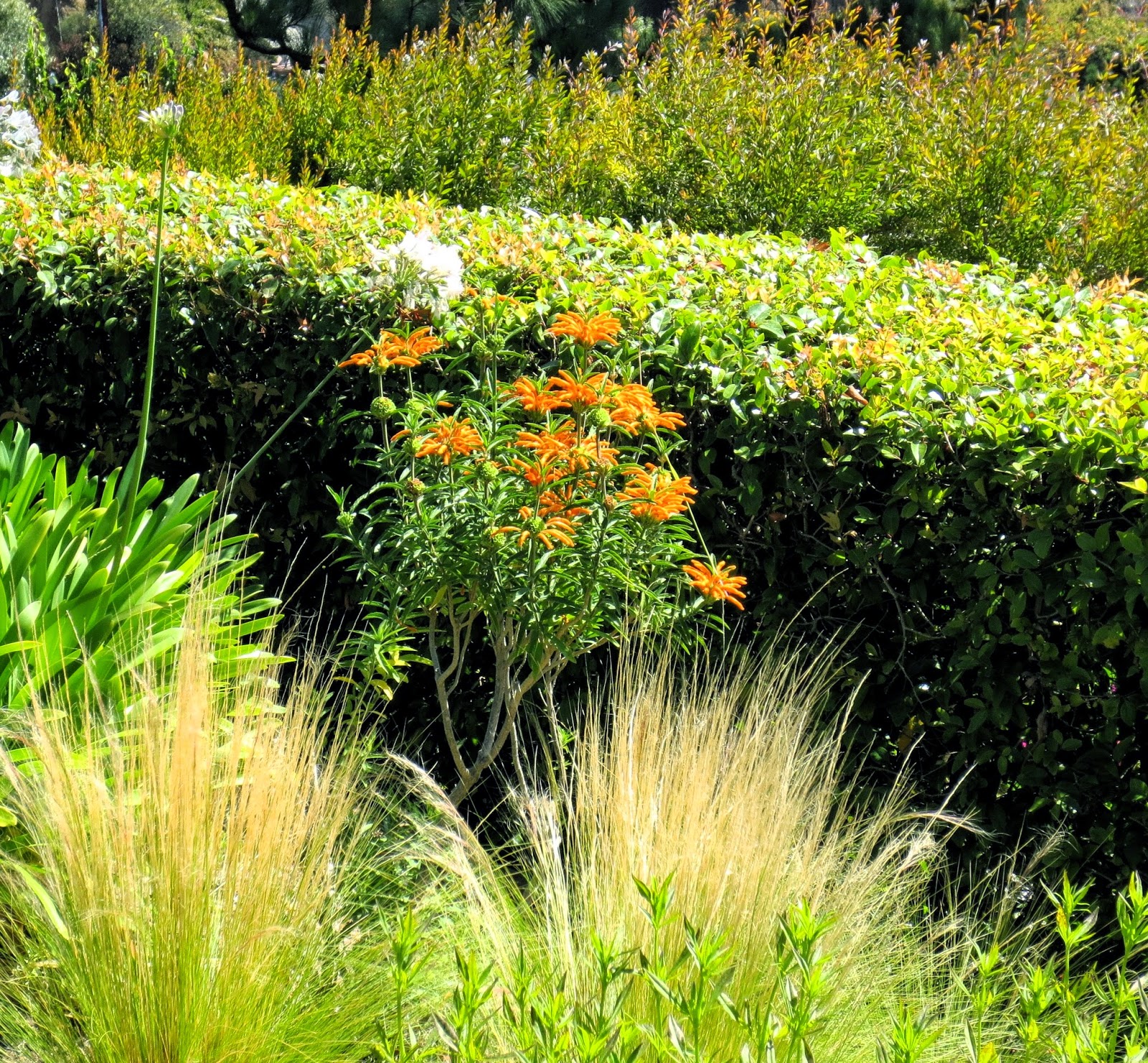 Late to the Garden Party: My favorite plant this week: Leonotis leonurus