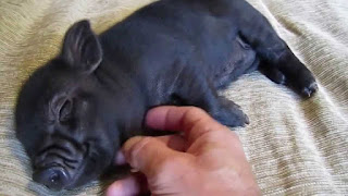 Caso clínico 14: Lechón de Cerdo Vietnamita, con desmejoramiento ...