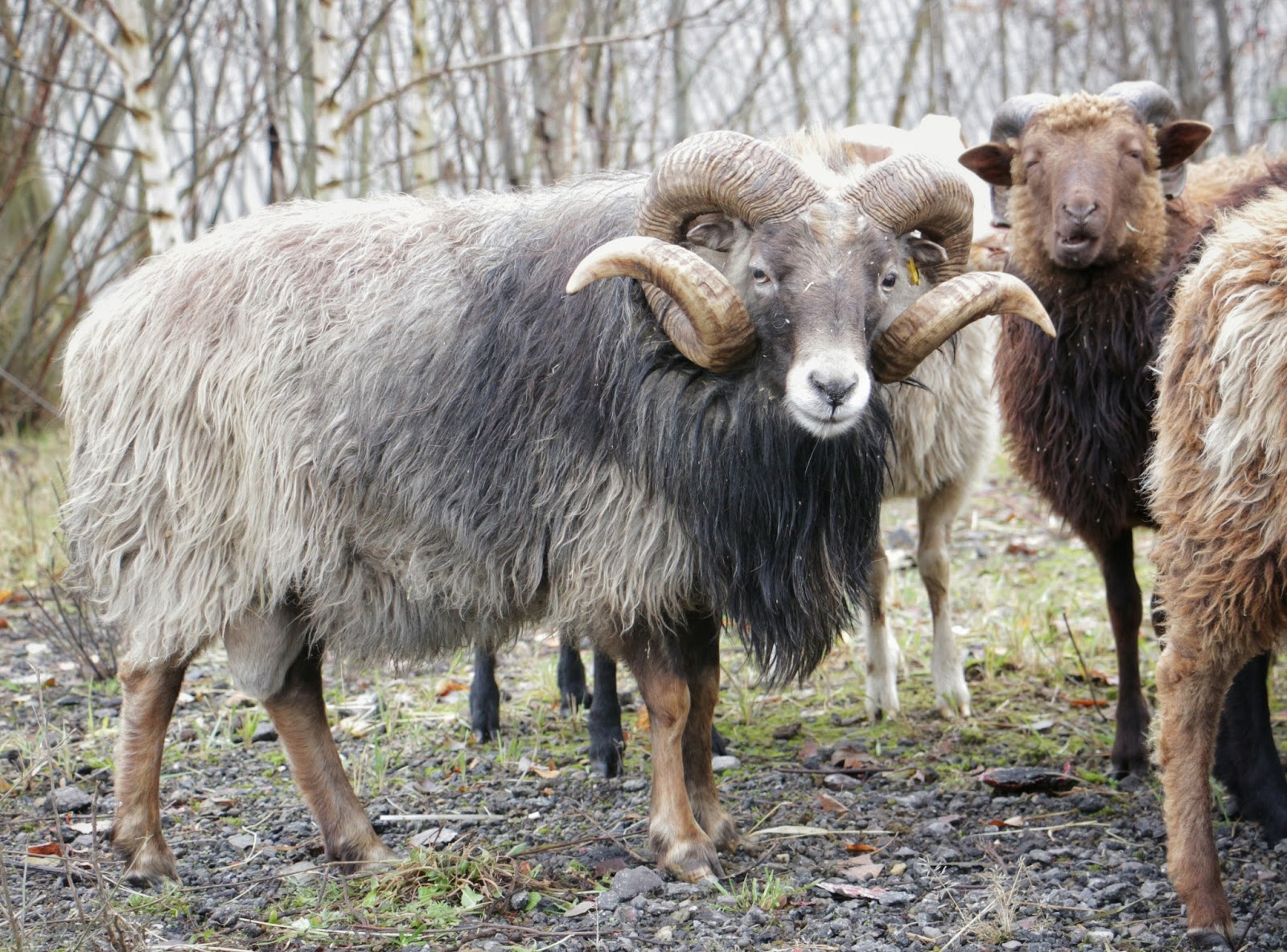 driftwool: bunte Skudden