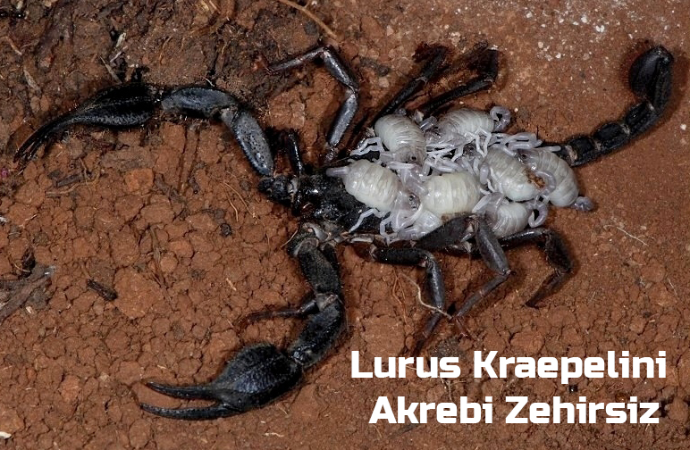 Lurus Kraepelini Akrebi Zehirsiz | Bilgi Defteri Güncel Blog GuidePedia