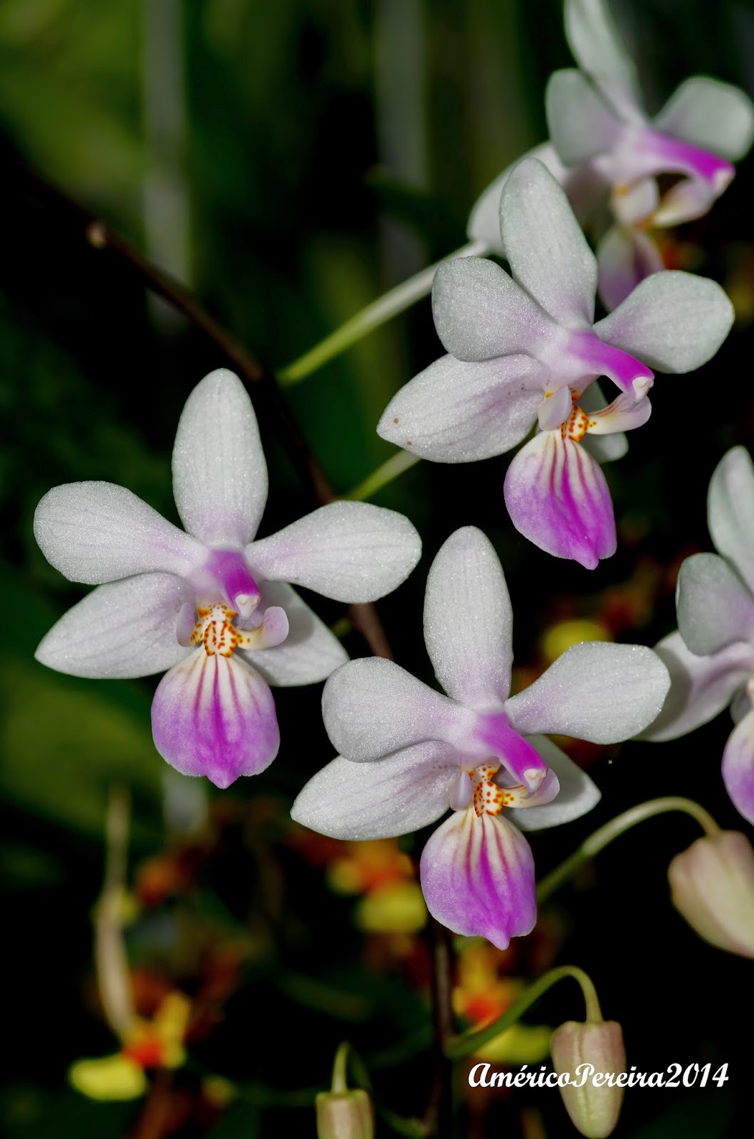Orquídeas soltas: Phalaenopsis lindeni