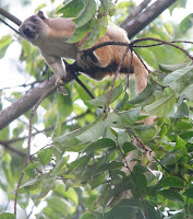 Singapore Wild Animals