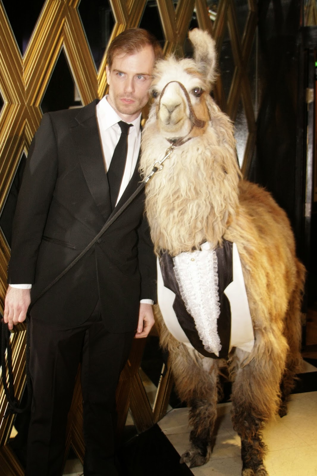 For Llama Llovers: Como T. Llama Goes to Hollywood