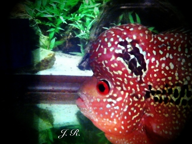 Flowerhorn The Hybrid Cichlids: Vietnam Red Tanking Kamfa ( F1 X F2)