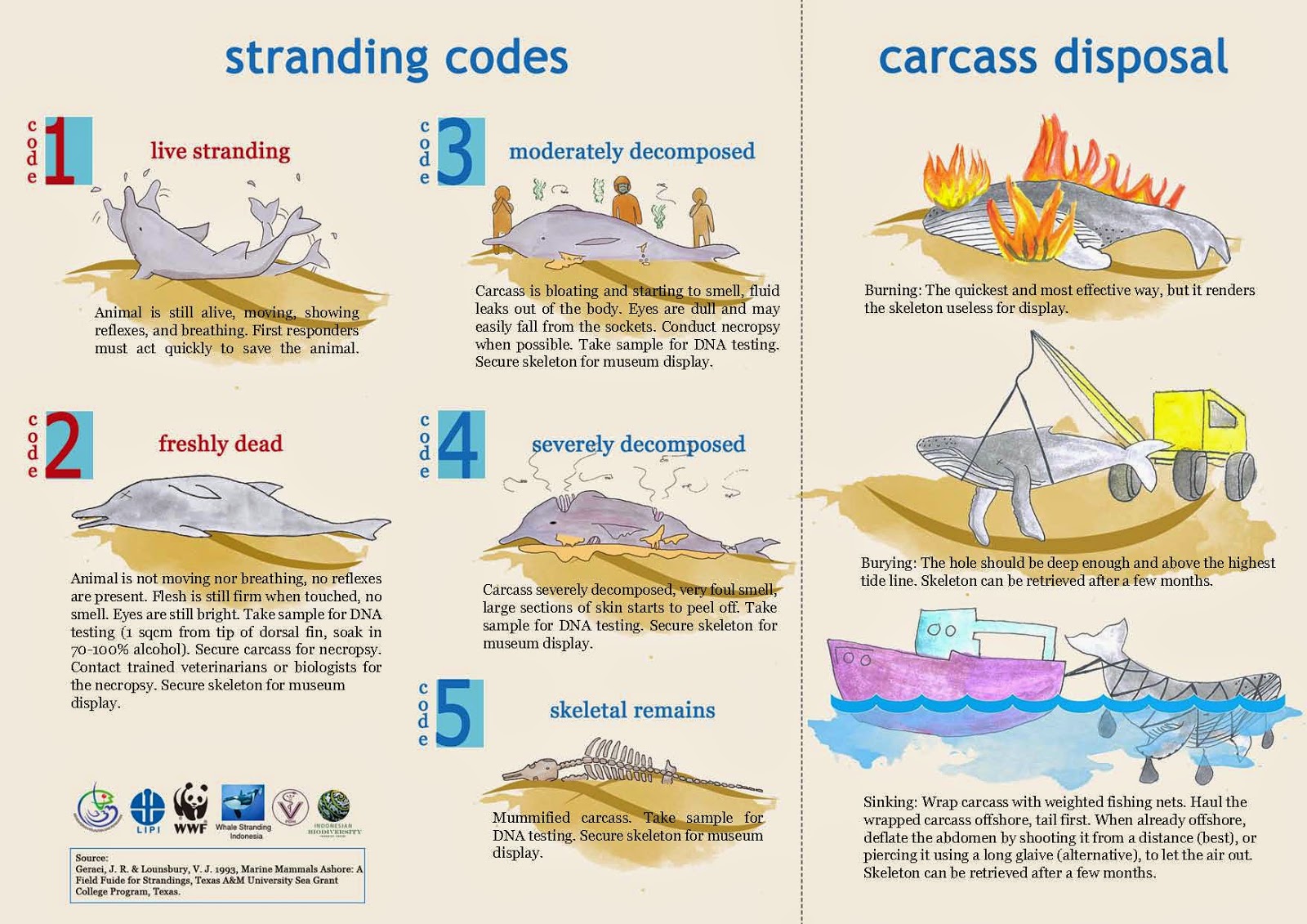 Putu Liza's a whale of a tale: The marine mammal stranding brochure and ...