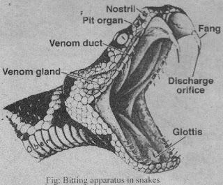 Biting and Swallowing Mechanism of Snake