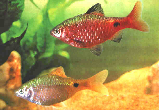 Peces y plantas ornamentales: Barbus Conchoinus - Barbo rosado