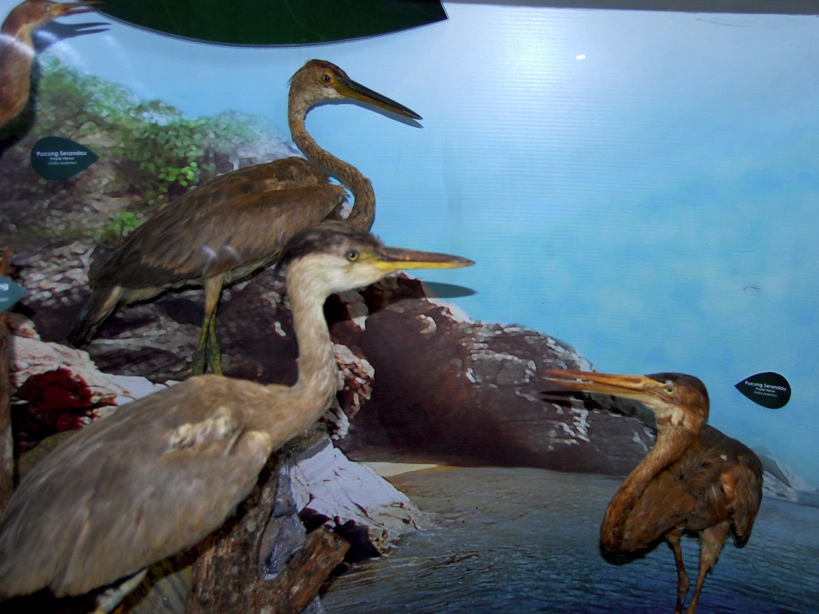 Taiping Photo Gallery: Perak Museum Taiping