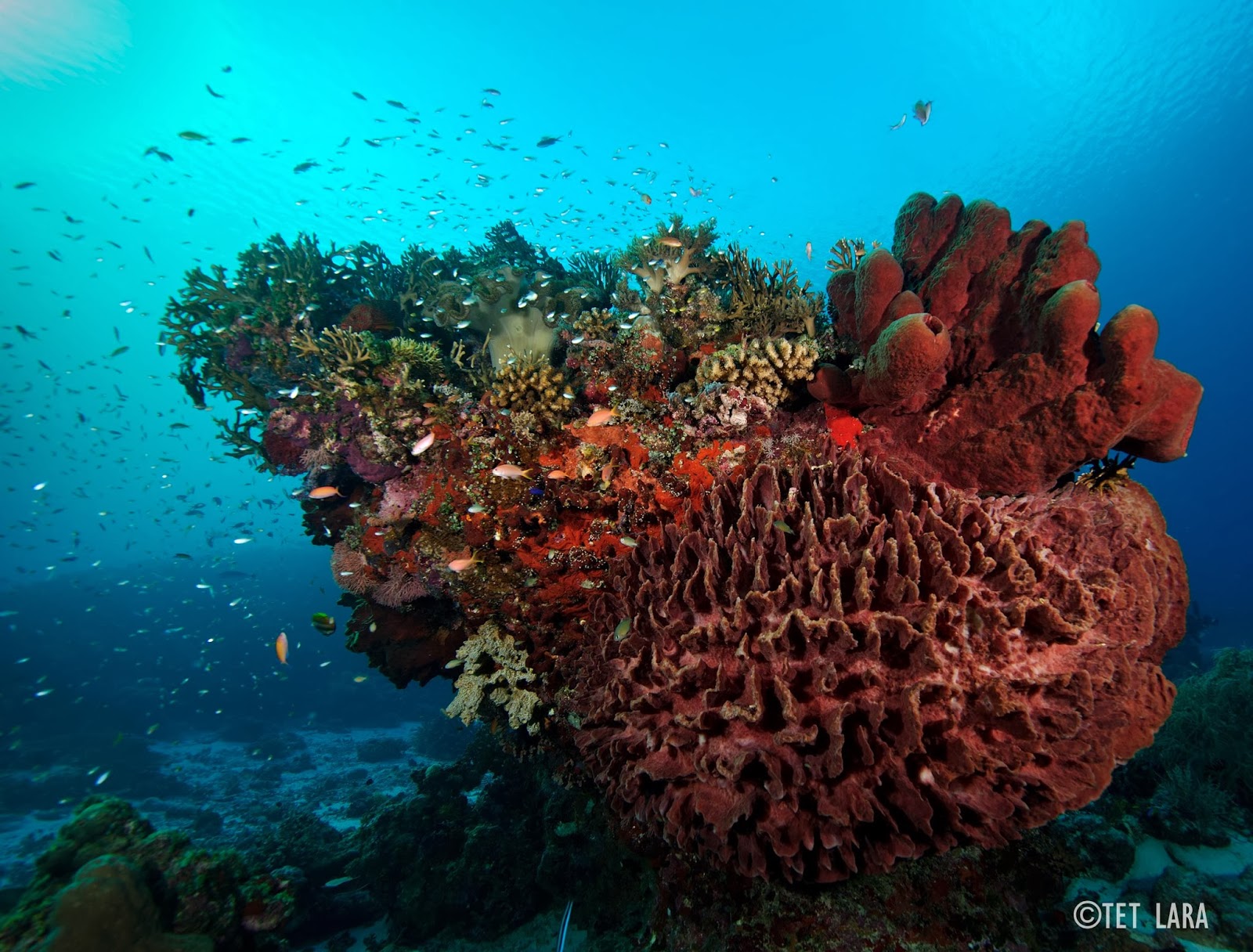 WOW Philippines: Tubbataha Reef