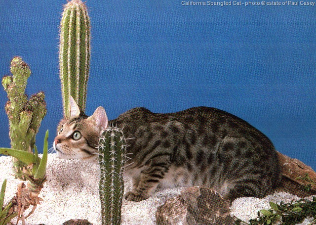 California Spangled Cat Photos