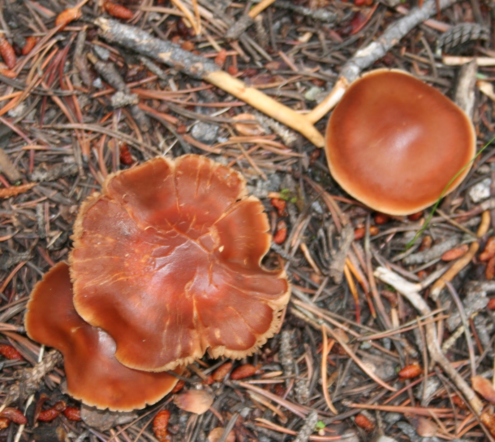 Mushrooms and Fungi of the Bighorn Mountains: Rust colored mushrooms