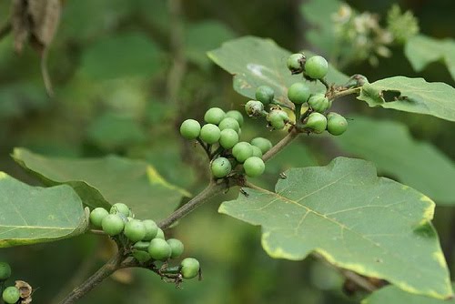 jalur pelangi: aku & senapang terung pipit..