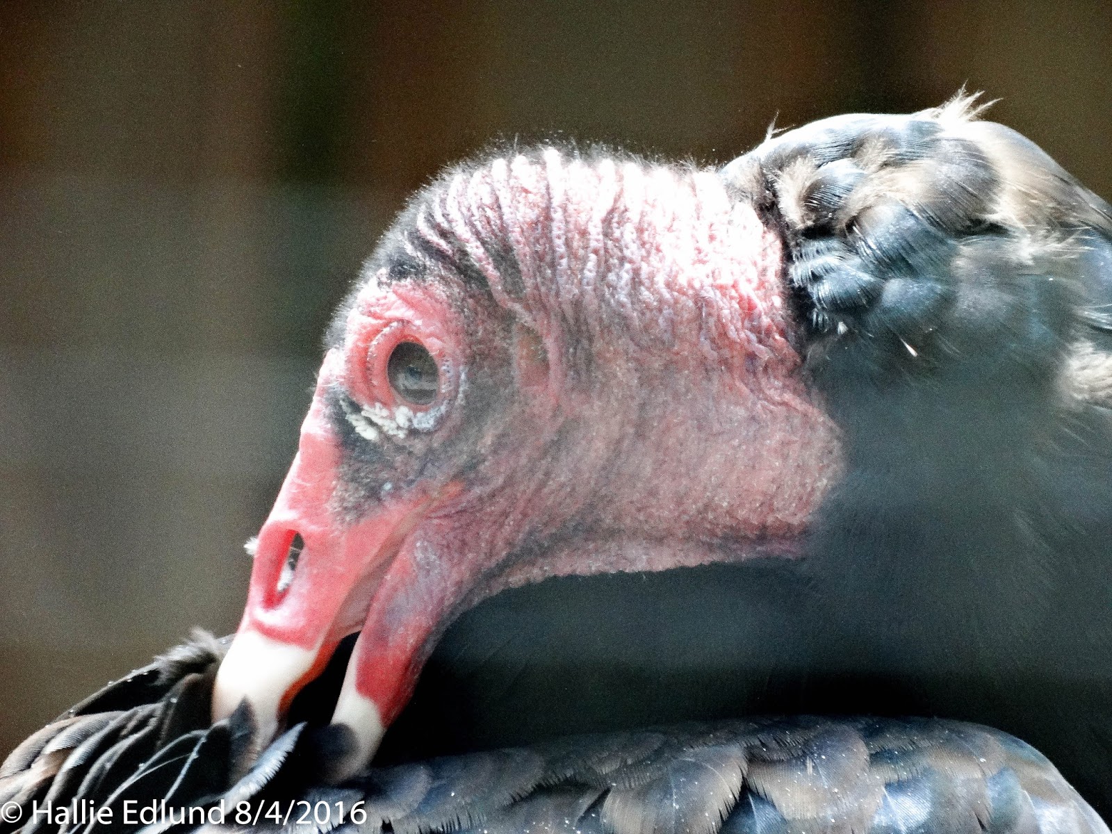 GENNY vs. HALLIE Big Year Challenge: Birds of Prey and the Boyd Hill ...