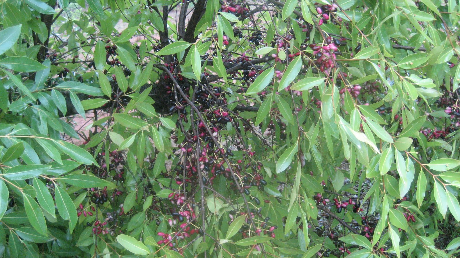 On the Edge of Sahyadris: June 2011