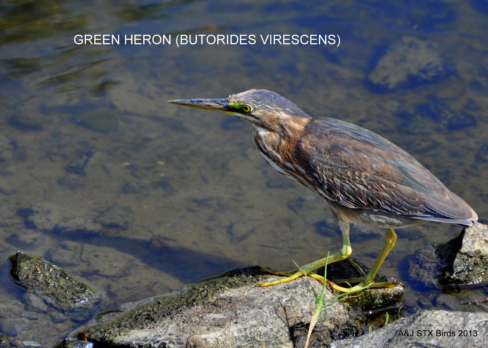 St. Croix, USVI: Birds - a Year of Observation : YOUR EXTENDED DESCRIPTION